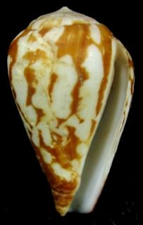 shellauction.net :: Conus bulbus - 3792962