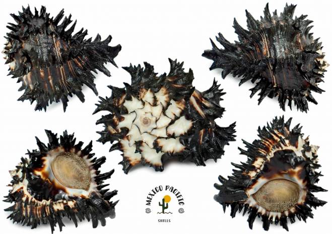 shellauction.net :: Muricanthus radix x ambiguus - 3793027
