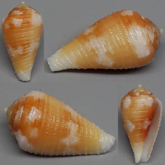 shellauction.net :: Conus pertusus - 3793159