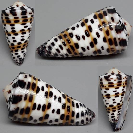 shellauction.net :: Conus litteratus - 3793284