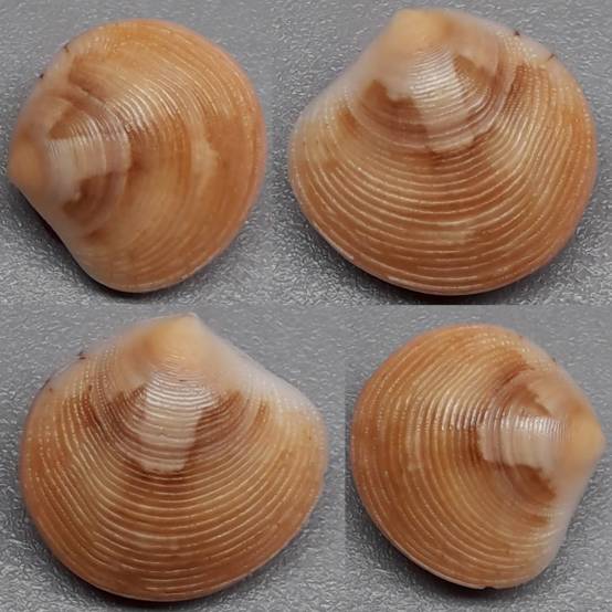 shellauction.net :: Callista sp. - 3793445