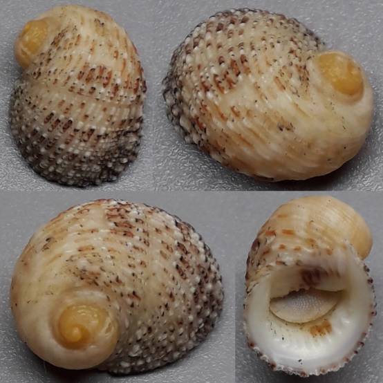 shellauction.net :: Nerita signata - 3793500