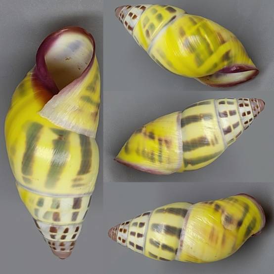 shellauction.net :: Amphidromus latestrigatus consobrinus - 3793968