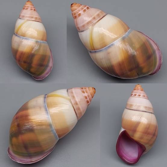 shellauction.net :: Amphidromus latestrigatus consobrinus - 3793973