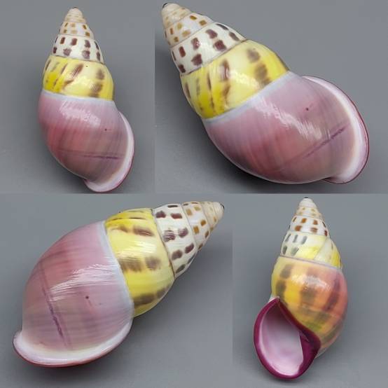 shellauction.net :: Amphidromus latestrigatus consobrinus - 3793974