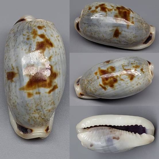 shellauction.net :: Erronea cylindrica - 3794031