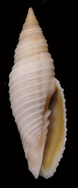 shellauction.net :: Imbricaria insculpta - 3794064