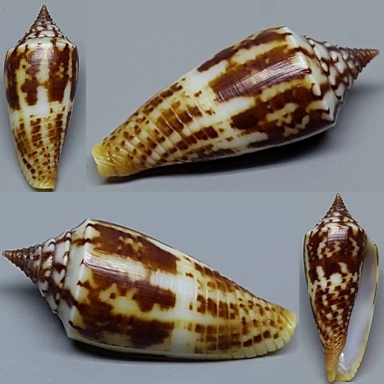 shellauction.net :: Conus ochroleucus - 3794254