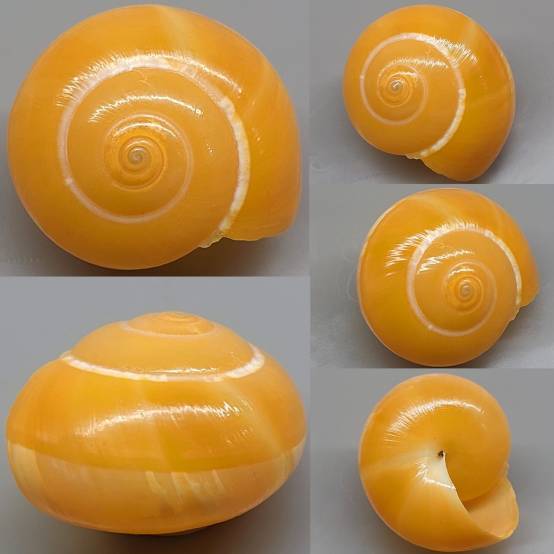 shellauction.net :: Xesta banggaensis banggaensis - 3794280