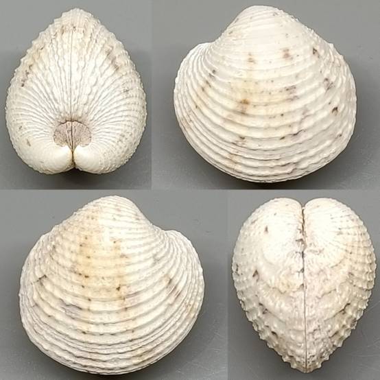 shellauction.net :: Globivenus toreuma - 3794406