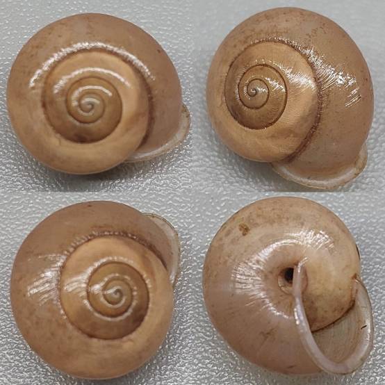 shellauction.net :: Chloritis unguiculastra - 3794460