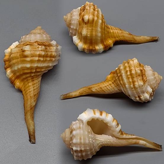 shellauction.net :: Ranularia caudata - 3794805