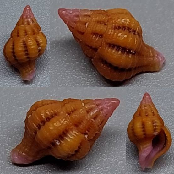 shellauction.net :: Peristernia incarnata - 3794808