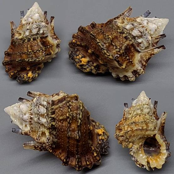 shellauction.net :: Bursa tuberosissima - 3794819