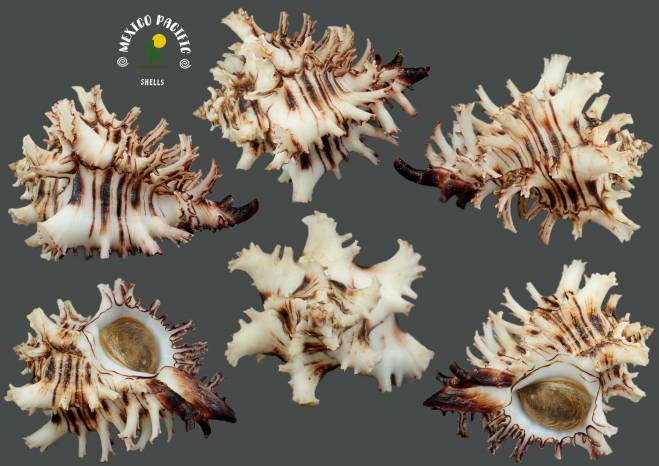 shellauction.net :: Hexaplex princeps - 3794866