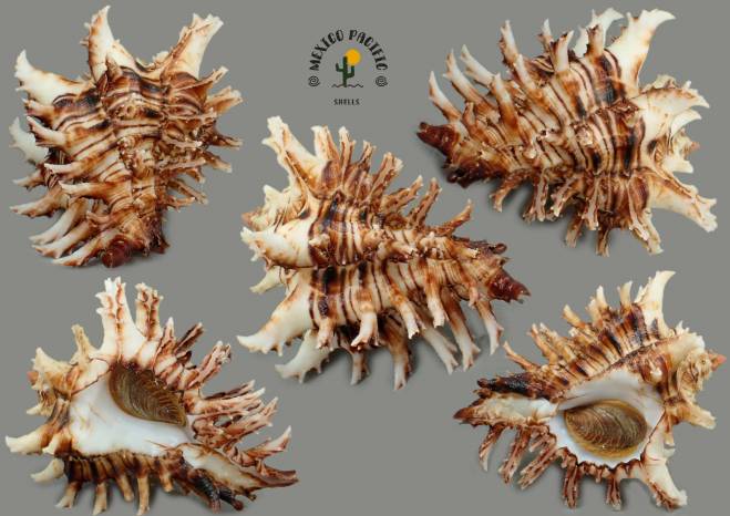 shellauction.net :: Hexaplex princeps - 3794867