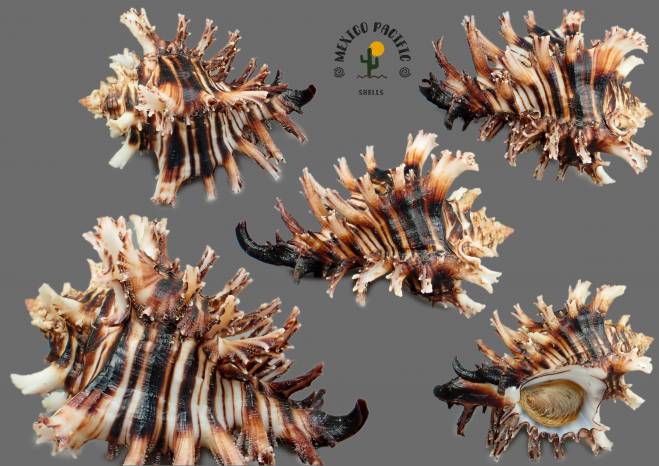 shellauction.net :: Hexaplex princeps - 3794869