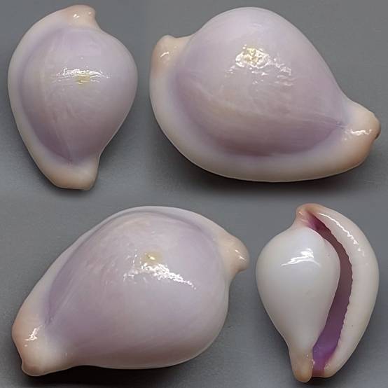 shellauction.net :: Ovula costellata - 3794937