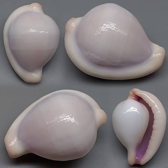 shellauction.net :: Ovula costellata - 3794944