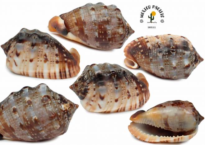 shellauction.net :: Cypraecassis coarctata - 3795205