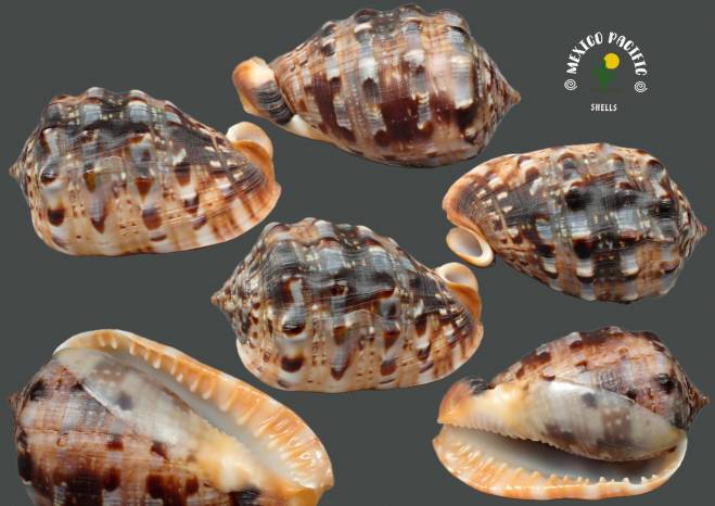 shellauction.net :: Cypraecassis coarctata - 3795206