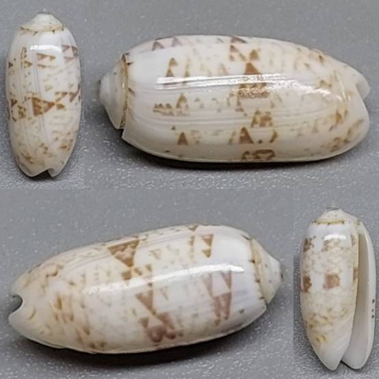 shellauction.net :: Oliva scripta - 3795265