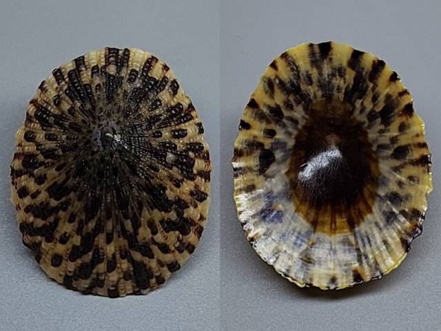 shellauction.net :: Patella testudinaria - 3795303