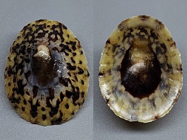 shellauction.net :: Patella testudinaria - 3795304