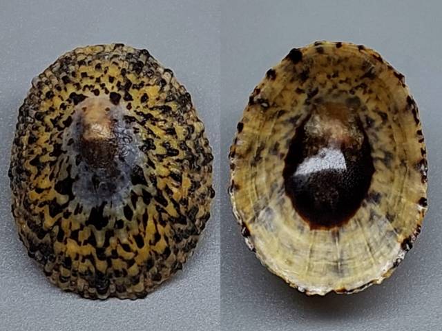 shellauction.net :: Patella testudinaria - 3795309
