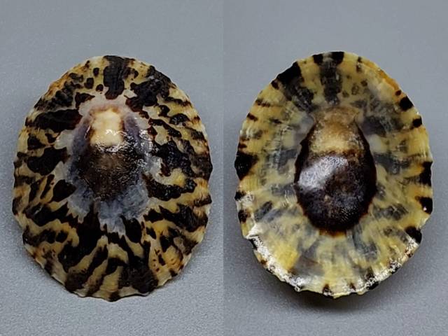 shellauction.net :: Patella testudinaria - 3795312
