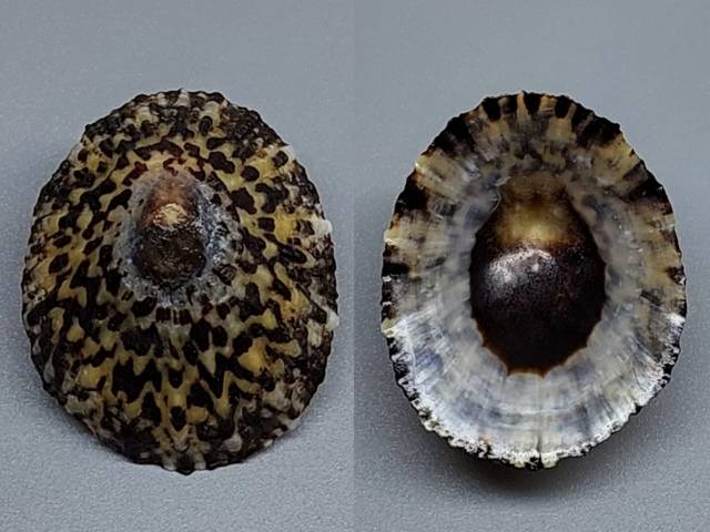 shellauction.net :: Patella testudinaria - 3795313