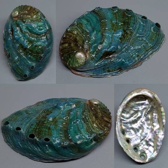 shellauction.net :: Haliotis laevigata - 3795427