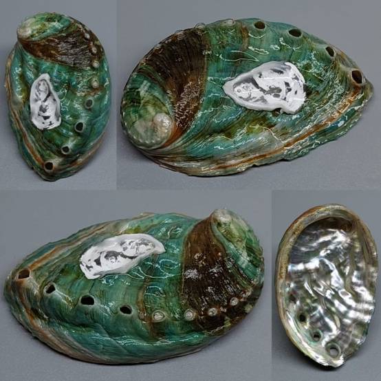 shellauction.net :: Haliotis laevigata - 3795429