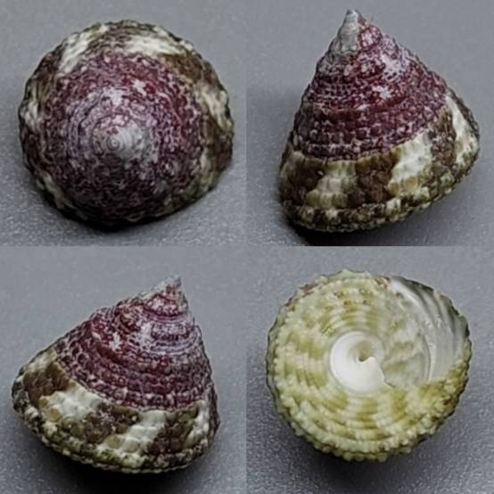 shellauction.net :: Trochus sp. - 3795452