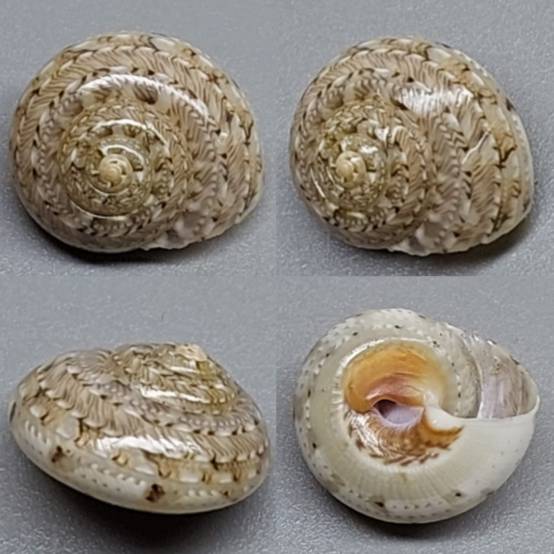 shellauction.net :: Ethalia catharinae - 3795495