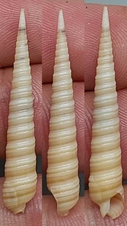 shellauction.net :: Terebra sp. - 3795530