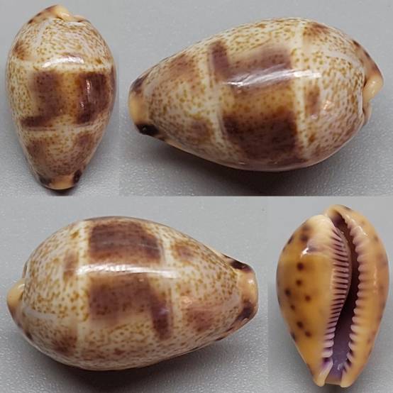 shellauction.net :: Contradusta walkeri - 3795533