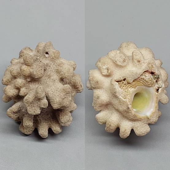 shellauction.net :: Astralium calcar - 3795550