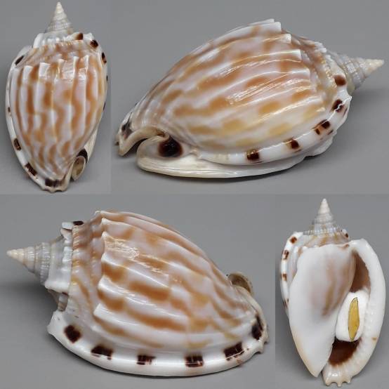 shellauction.net :: Phalium fimbria - 3795699