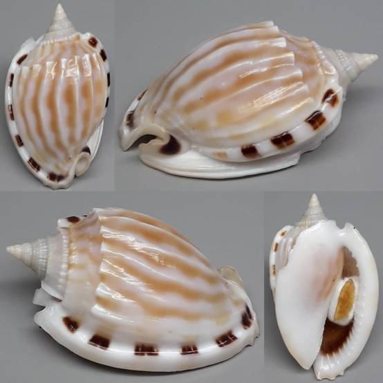 shellauction.net :: Phalium fimbria - 3795700