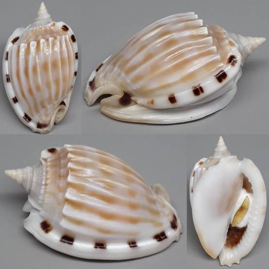 shellauction.net :: Phalium fimbria - 3795701
