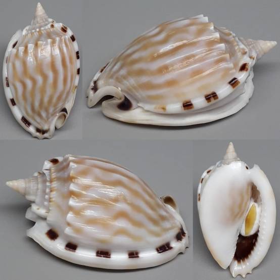 shellauction.net :: Phalium fimbria - 3795702