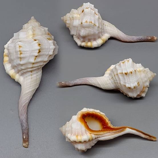 shellauction.net :: Ranularia exilis - 3795705