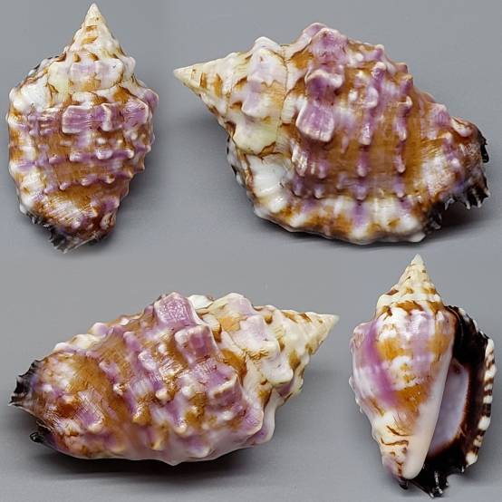 shellauction.net :: Lentigo pipus - 3795736