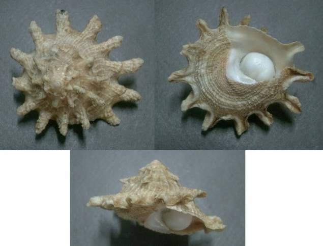 shellauction.net :: Astralium asteriscum - 3795782