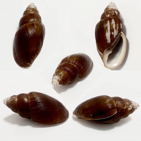 shellauction.net :: Ellobium scheepmakeri - 3795817