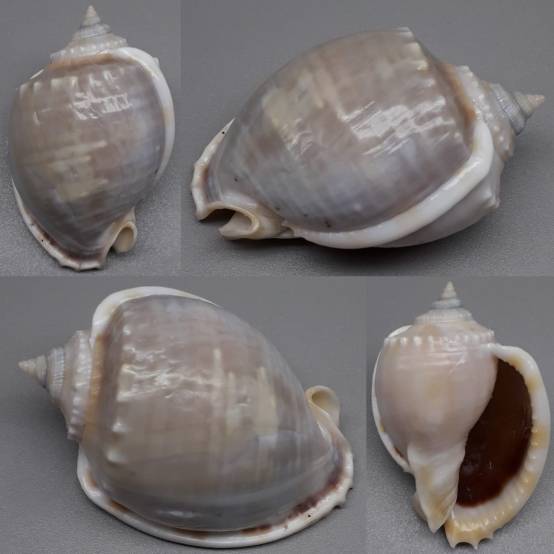 shellauction.net :: Phalium bandatum - 3796073