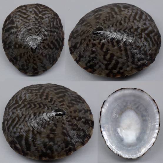 shellauction.net :: Patella testudinaria - 3796510