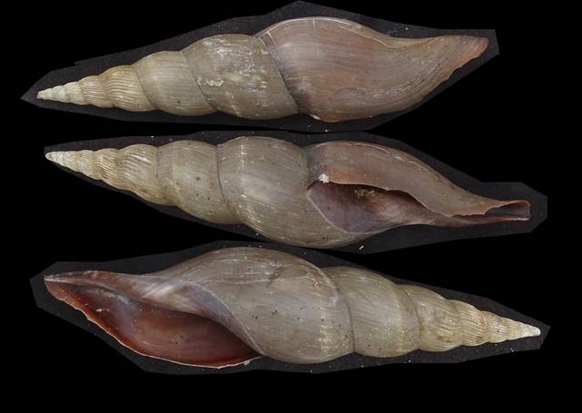 shellauction.net :: Teramachia johnsoni williamsorum - 3796656