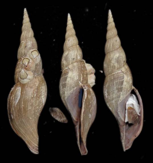 shellauction.net :: Teramachia johnsoni williamsorum - 3796658